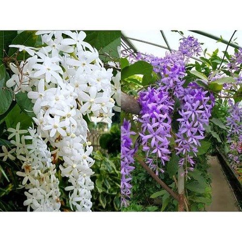 Jual Bunga Merambat PETREA 1 METER - Tanaman Hias Merambat Bunga PATREA ...