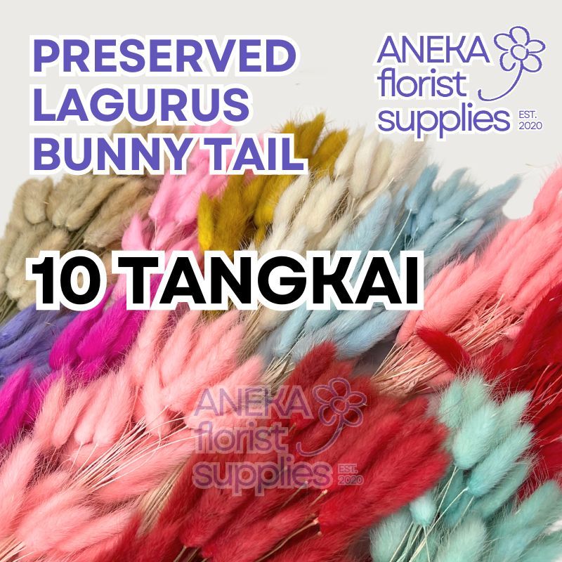 Jual [10 TANGKAI ] Preserved Lagurus Bunny Tail Dried Flower Awetan ...