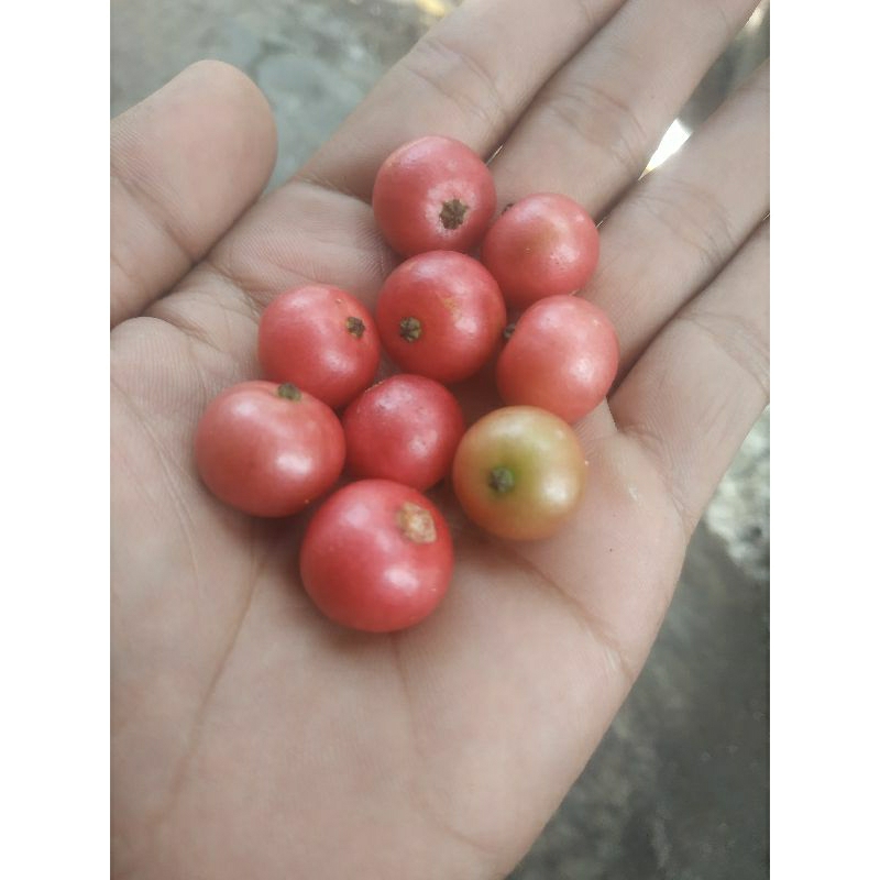 Jual buah talok/ buah kersen/cery jawa | Shopee Indonesia