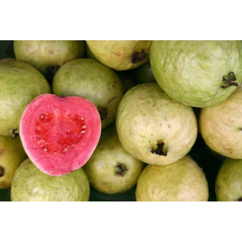 Jual jambu batu merah | Shopee Indonesia