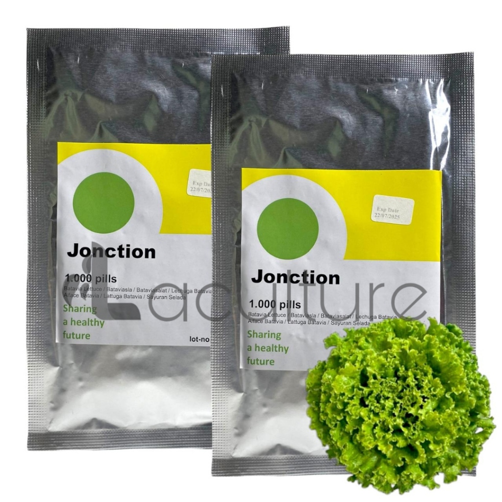 Jual Benih Selada JONCTION RZ Isi 1000 Pills Batavia Lettuce Rijk Zwaan ...