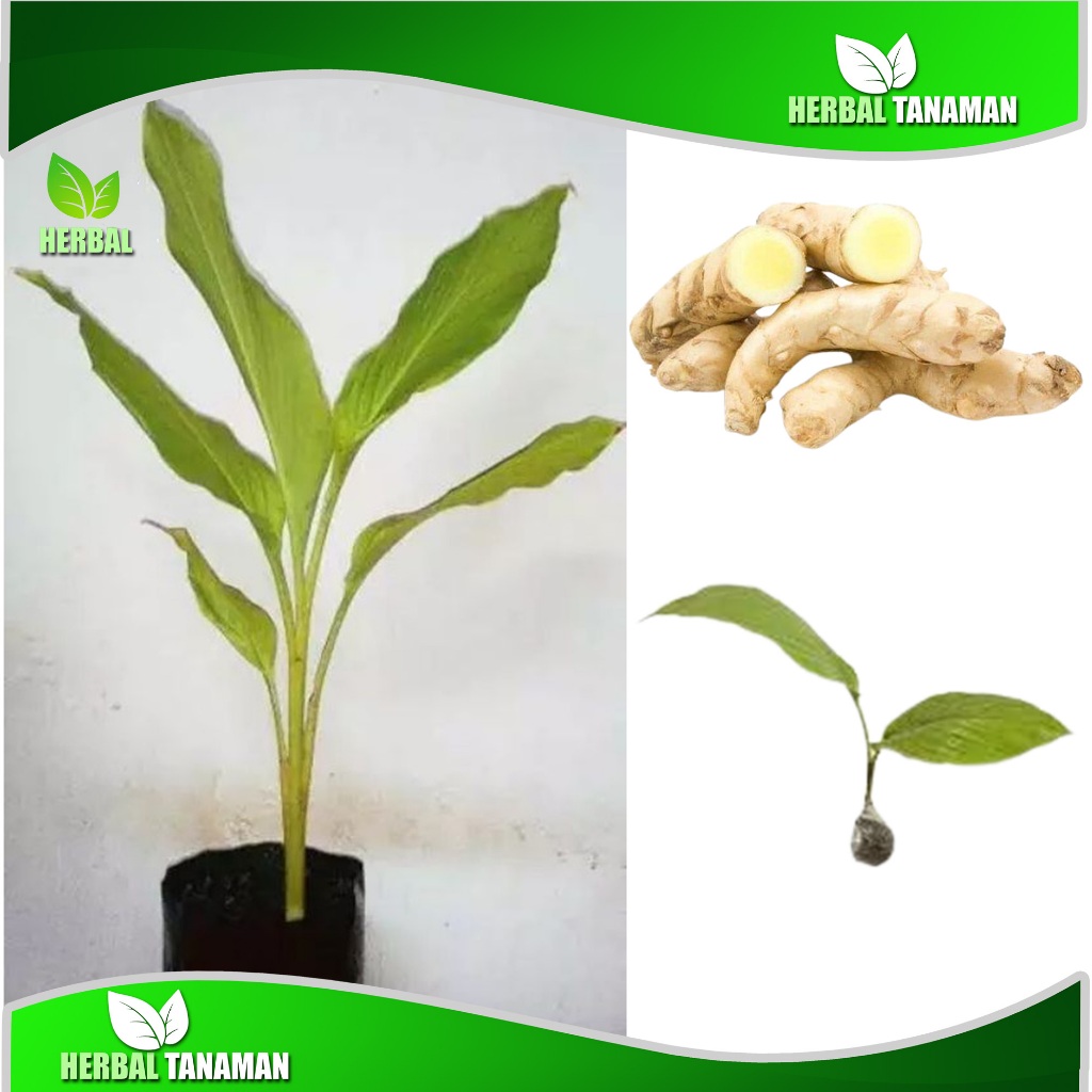 Jual Bibit Pohon tanaman Temu Mangga Herbal Alami per pohon | Shopee ...