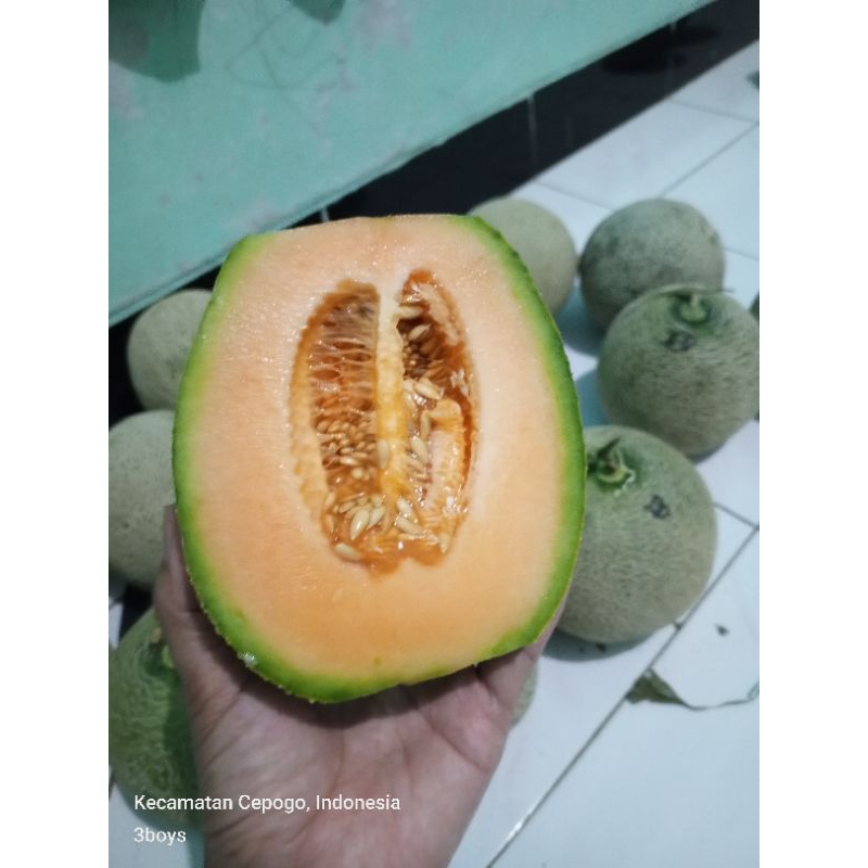 Jual Melon segar sakata oren manis madu 800gram | Shopee Indonesia