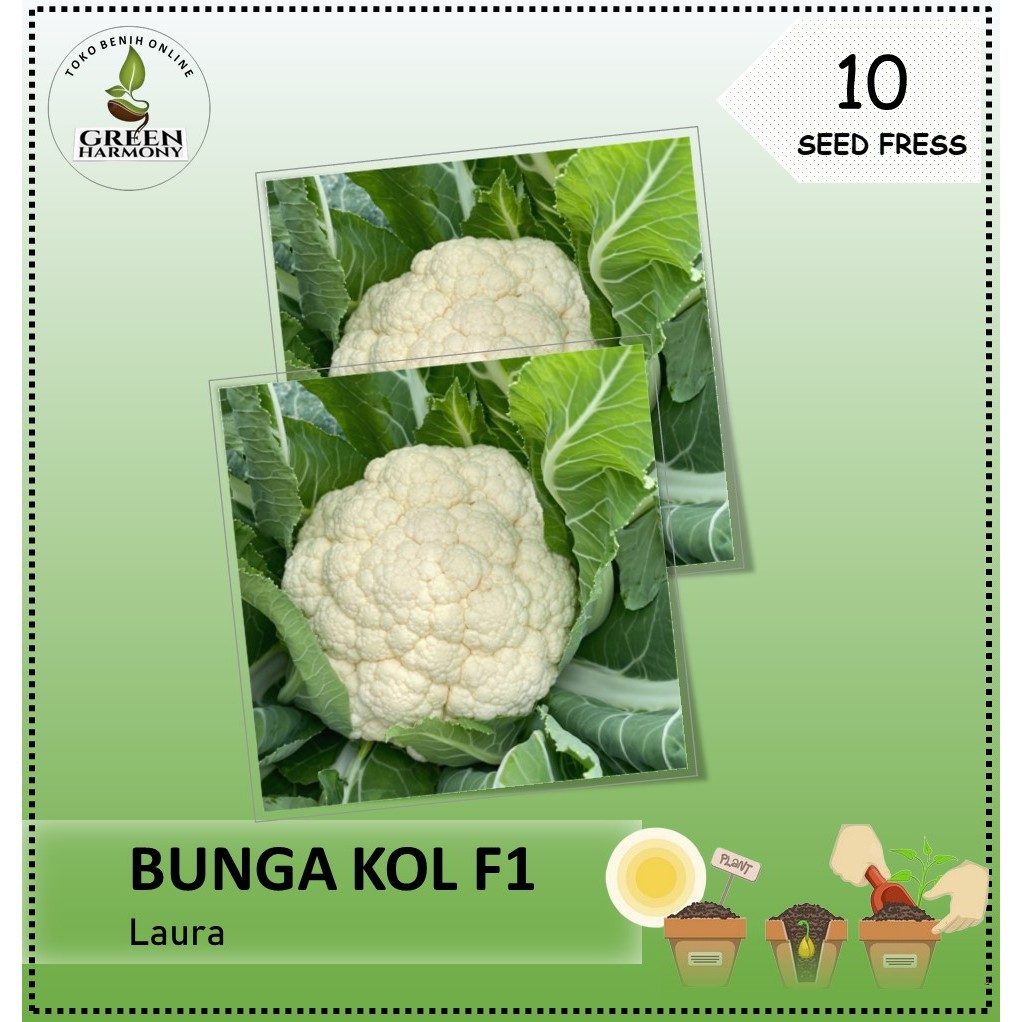 Jual 10 Biji - Benih Bunga Kol LAURA F1 Toleran panas | Shopee Indonesia