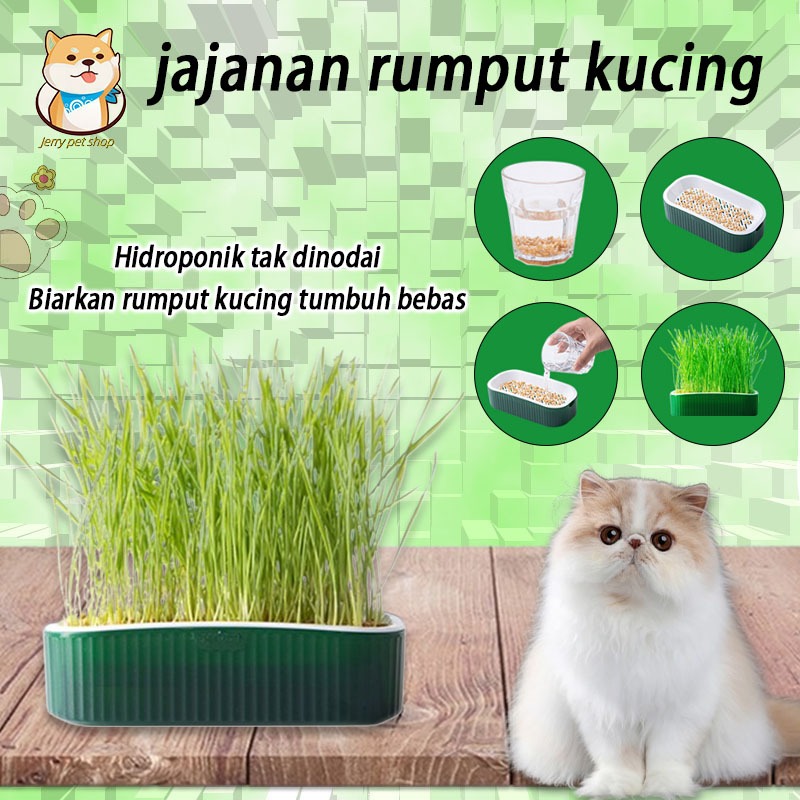Jual Cat Grass - Benih Rumput Kucing Wheat Grass - Rumput Kucing Paket ...