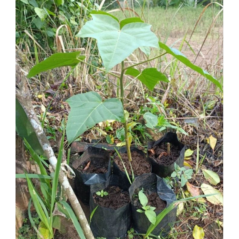 Jual bibit muncang adu jalim kemiri siap tanam | Shopee Indonesia
