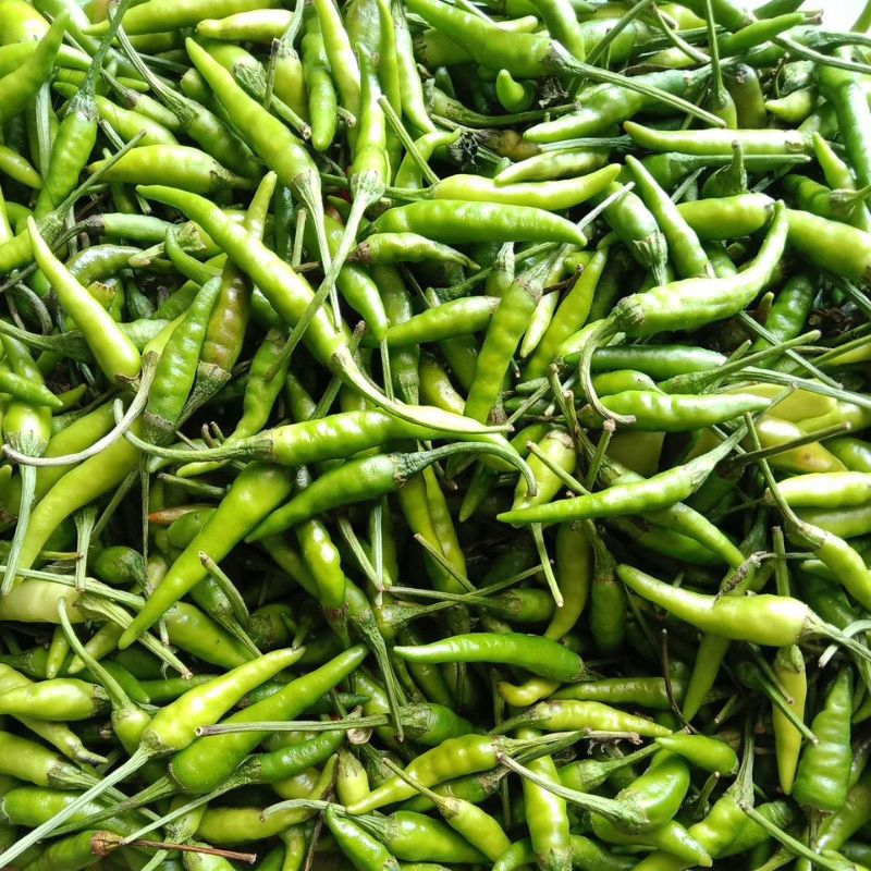 Jual cabe lombok cabai rawit hijau pedas 1kg | Shopee Indonesia