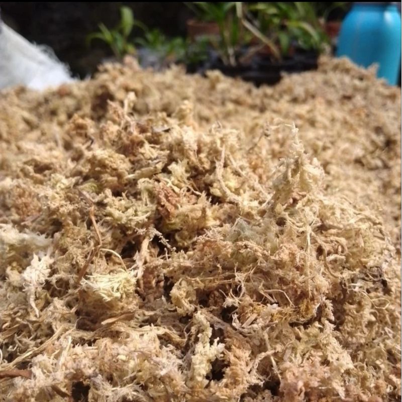 Jual Sphagnum Moss (Moss Putih) 100gr Media Tanam Premium untuk Menjaga ...