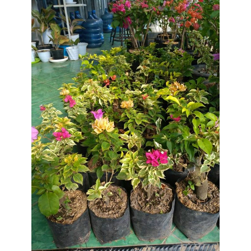 Jual Neysa Bugenvile Bougenville / Bunga Kertas Mini Ori 1 Warna ...