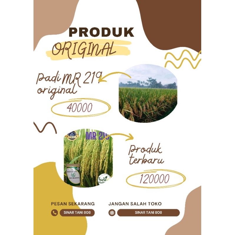 Jual Bibit Benih Padi mr 219 Original Kemasan 5Kg | Shopee Indonesia