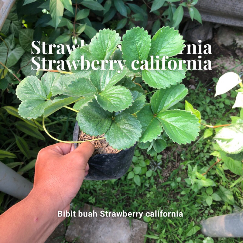 Jual Bibit Tanaman Buah Strawberry California / Stroberi Jumbo (Berbuah ...