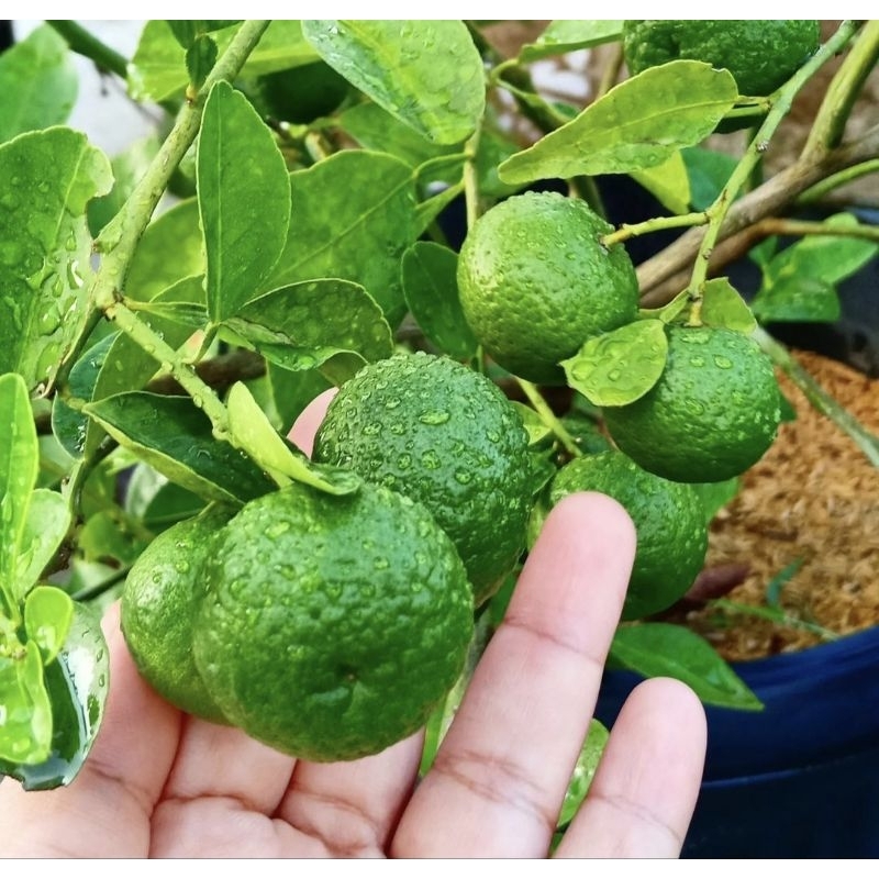 Jual jeruk limao/jeruk limo/jeruk sambel segar 500g | Shopee Indonesia