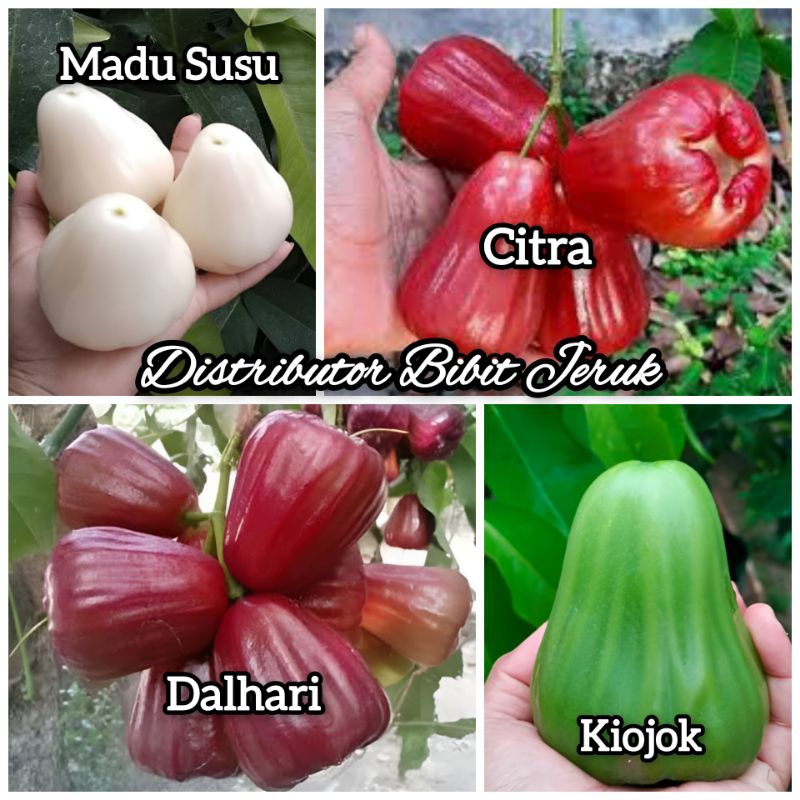 Jual Paket 4 Bibit Jambu Air Unggul Citra, Kiojok, Dalhari, Dan Madu ...