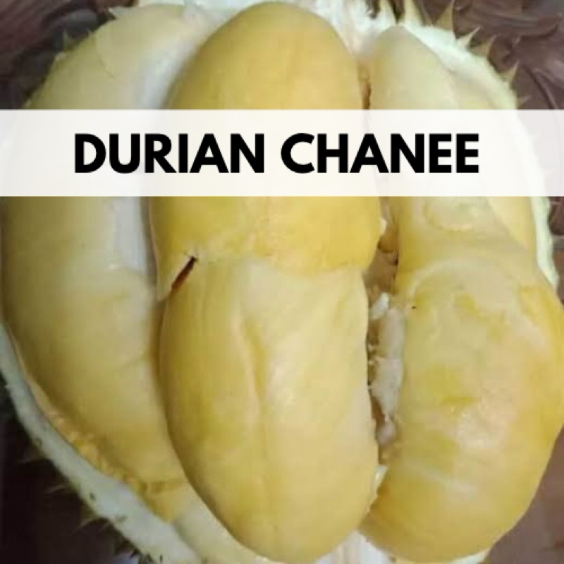 Jual Tanaman buah durian CHANEE super indukan okulasi tinggi 1m up ...