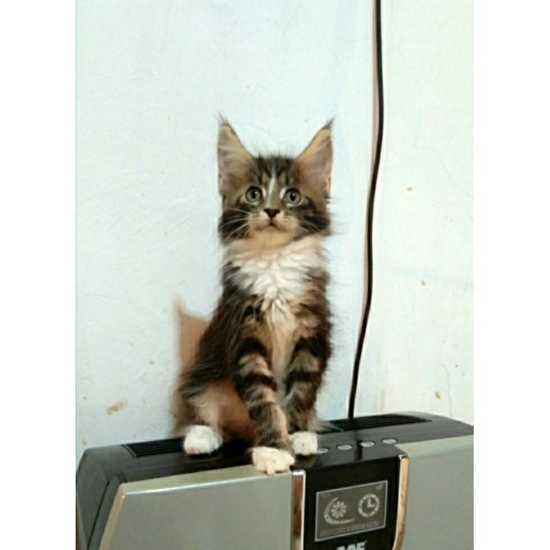 Jual Kucing Kitten MaineCoon Jantan dan Betina Asli. induk ped Cfa pure ...