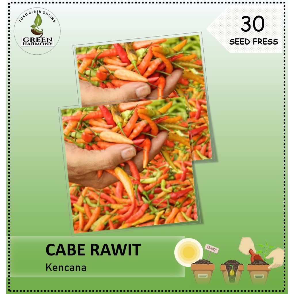 Jual 30 Biji - Benih Cabe Rawit KENCANA, buah merunduk mirip rawit ...