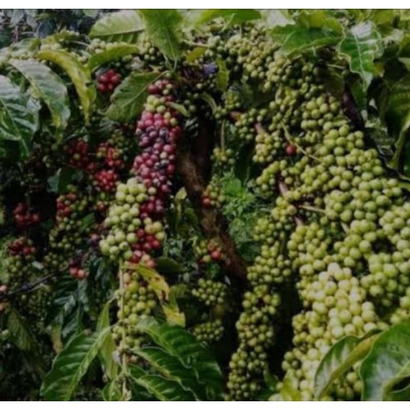 Jual bibit kopi unggul 1000 biji robusta lampung | Shopee Indonesia