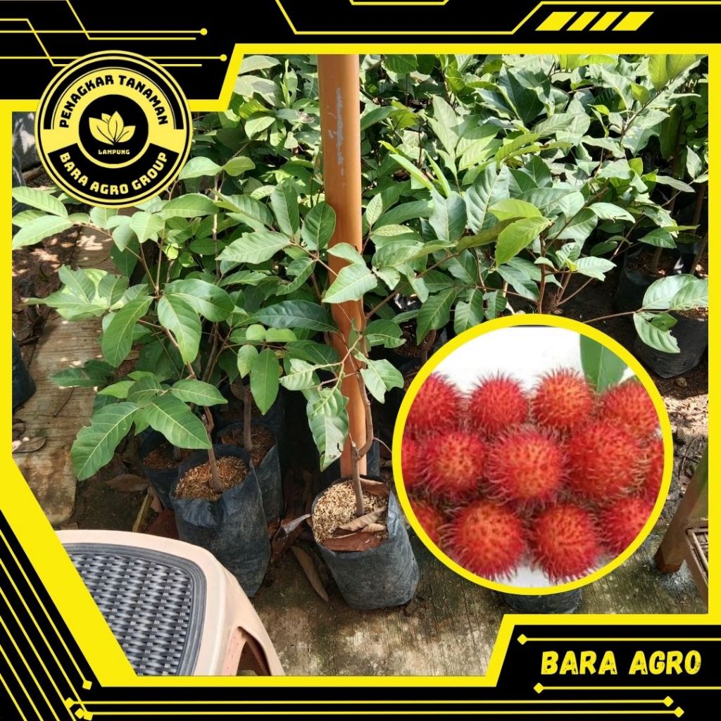 Jual Bibit Rambutan Binjai Mdu Asli Tanaman Okulasi Cepat Berbuah ...