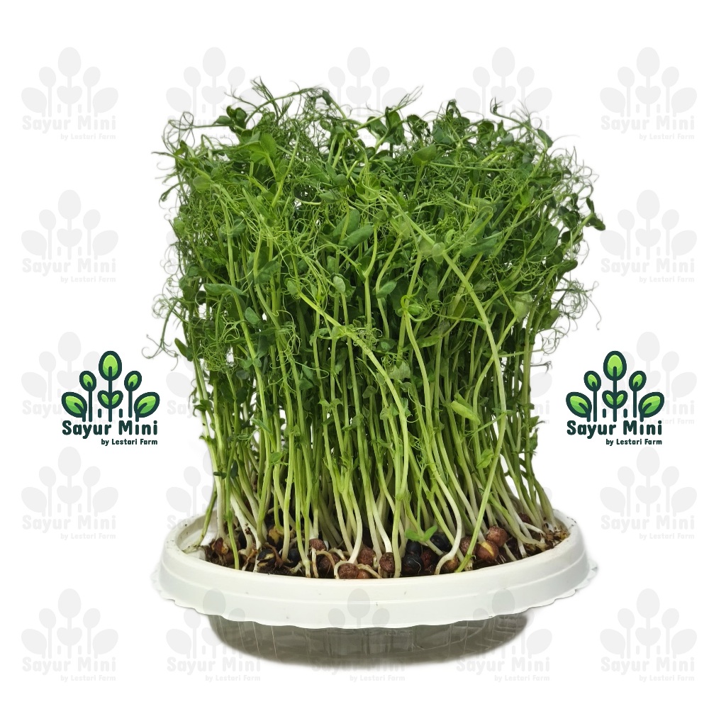 Jual SAYUR MINI Pea Shoots Pot Microgreens - Salad Microgreen - Fresh ...