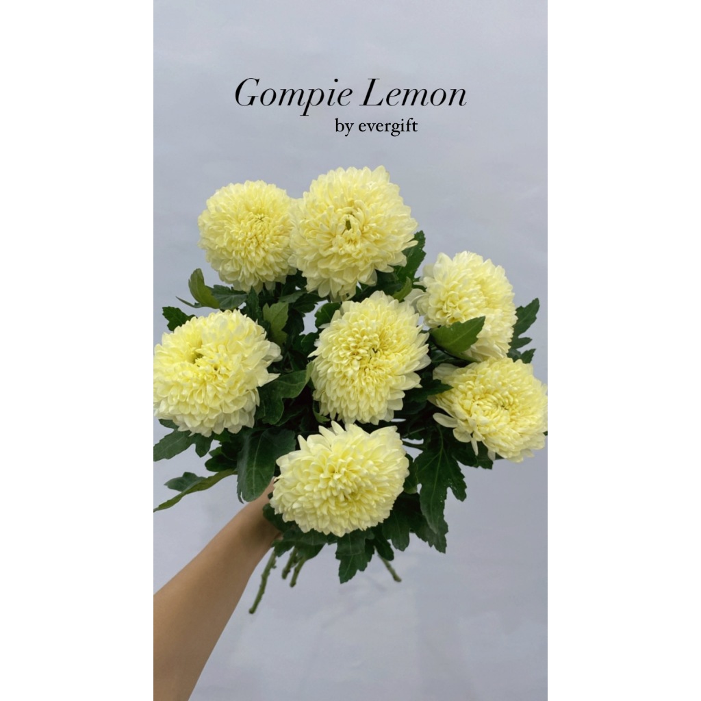 Jual BUNGA ASLI GOMPIE FRESH FLOWER 1 TANGKAI | Shopee Indonesia