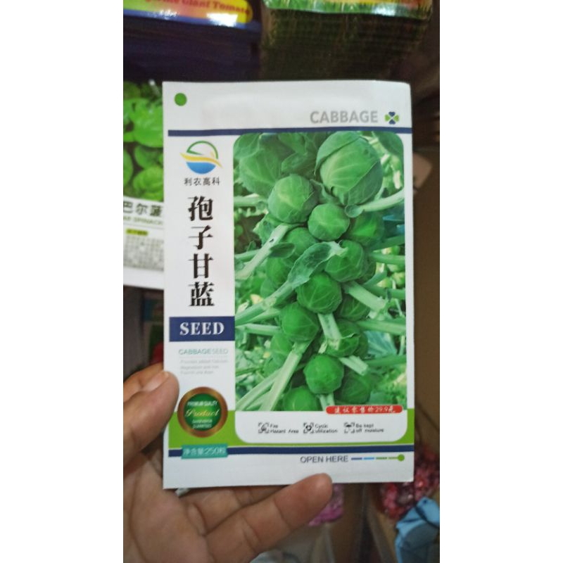 Jual biji benih sayuran kubis mini Brussel | Shopee Indonesia