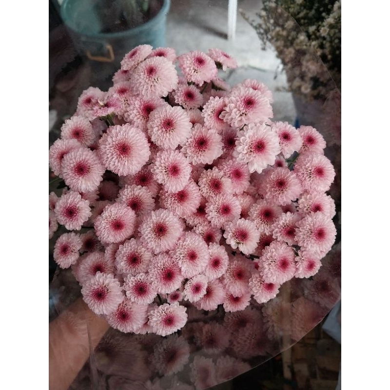 Jual bunga calimero | bunga potong | bunga segar | Shopee Indonesia