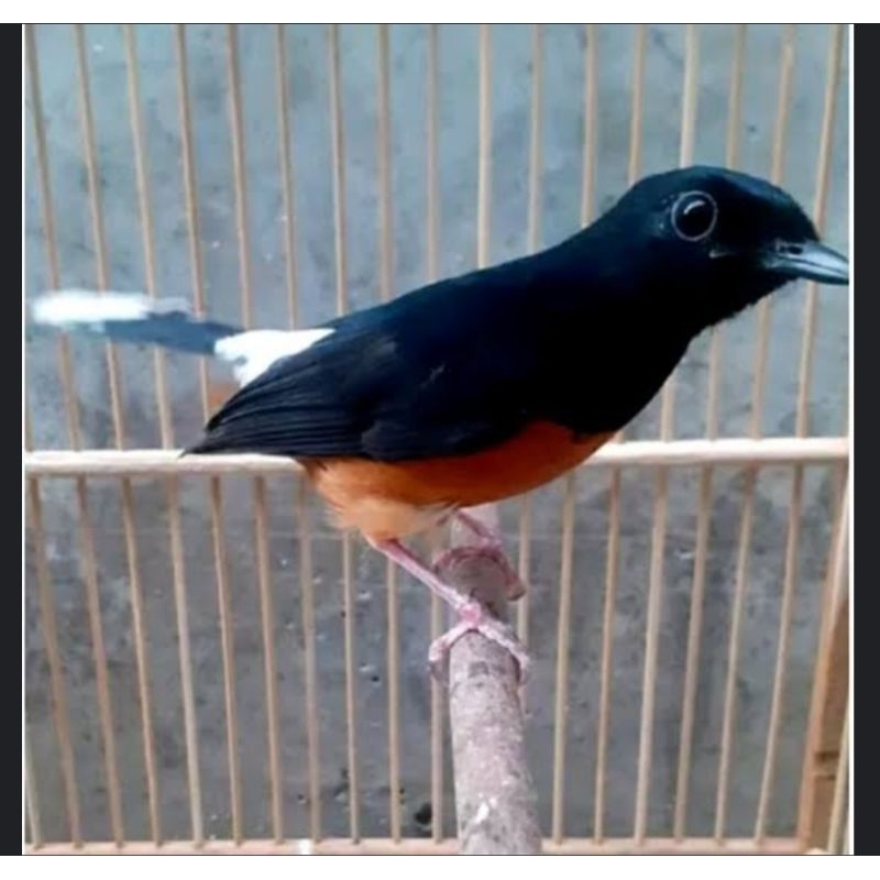 Jual Murai batu muda hutan Bondol jantan rawatan super | Shopee Indonesia