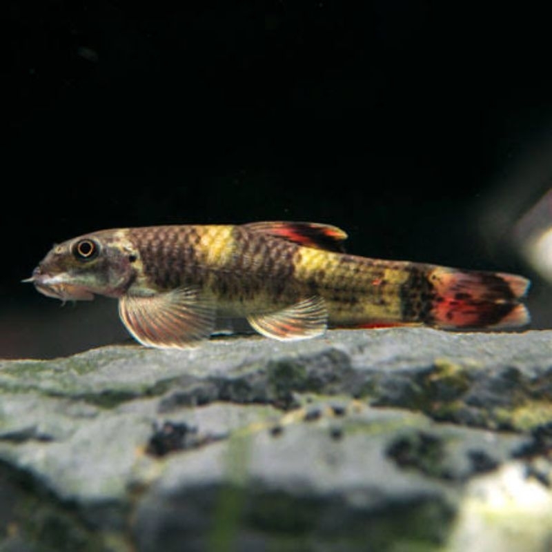 Jual Garra Rufa Panda Algae Eater | Shopee Indonesia