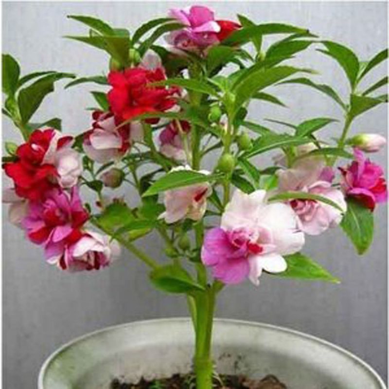 Jual Tanaman hias pohon pacar air siap berbunga | Shopee Indonesia