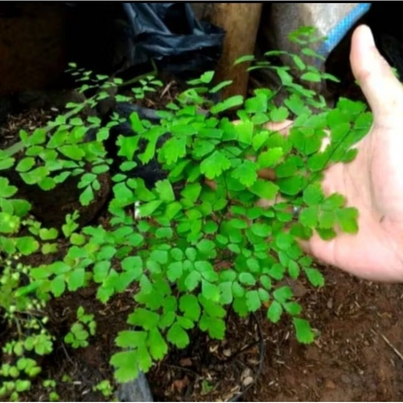 Jual Promo Termurah Tanaman Hias Suplir Paku Pakuan Tanaman Hias Pohon ...