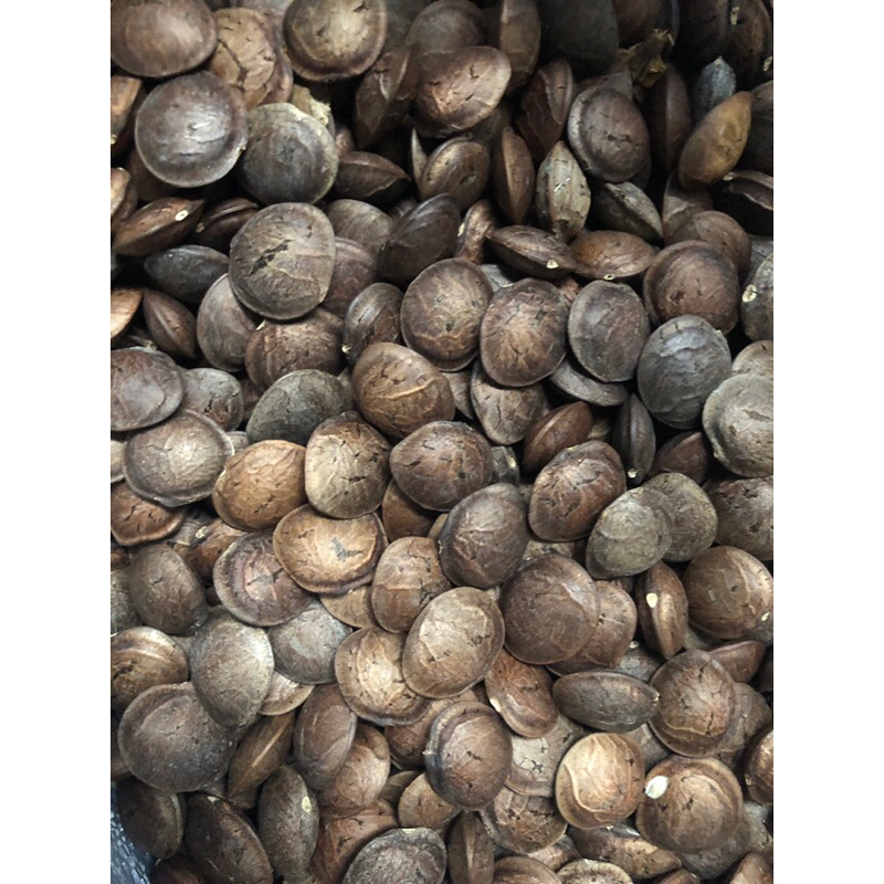 Jual Benih/Biji Kacang Sacha Inchi 1 kilo | Shopee Indonesia