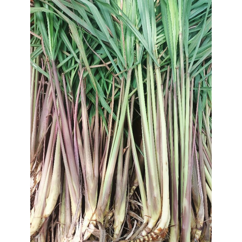 Jual Pohon sereh wangi sereh merah 1 kg | Shopee Indonesia