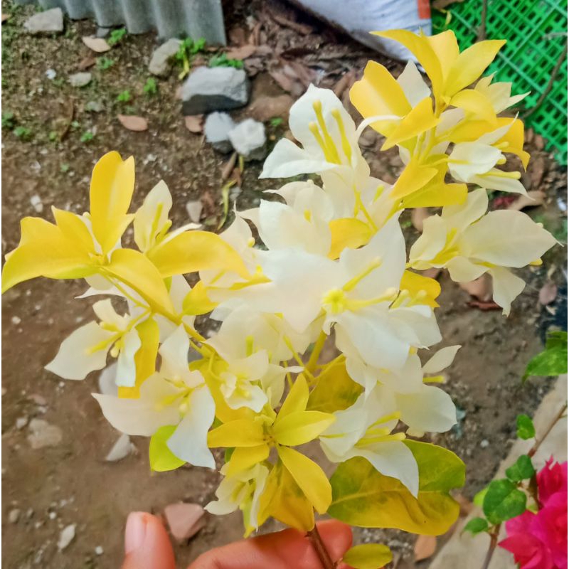 Jual bugenvil albino | Shopee Indonesia