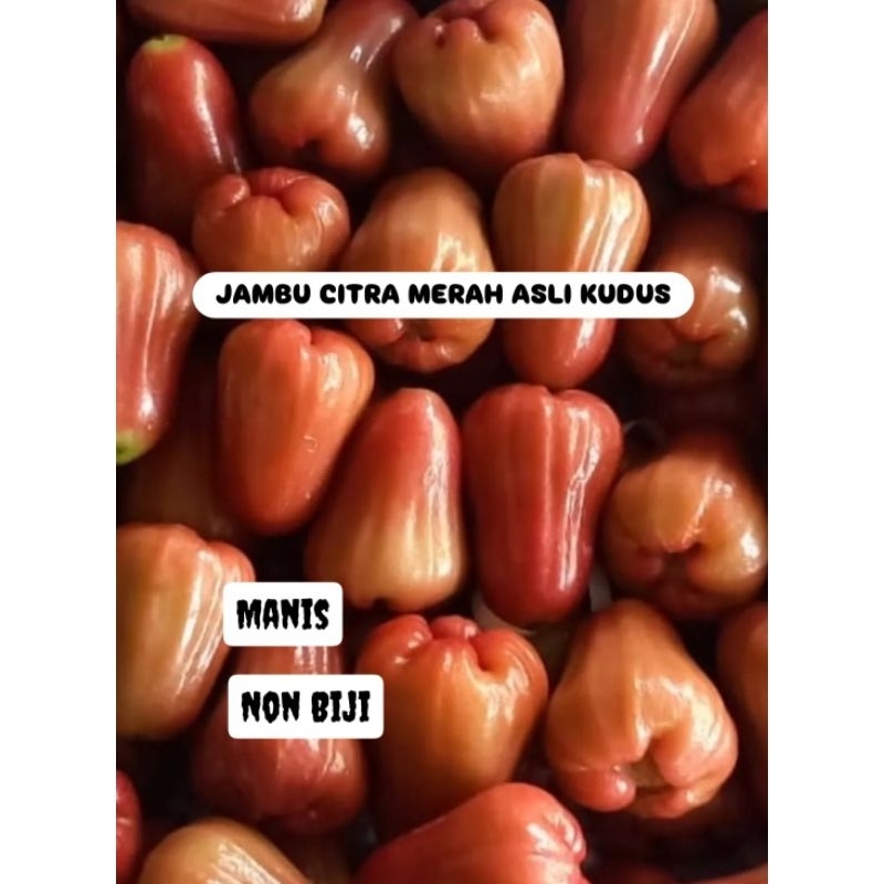 Jual JAMBU CITRA MERAH ASLI KUDUS 1 KG ( MANIS NON BIJI) | Shopee Indonesia