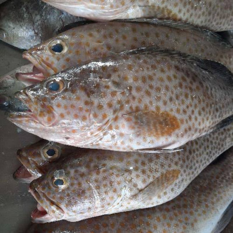 Jual Ikan Kerapu Fresh Bandung | Shopee Indonesia