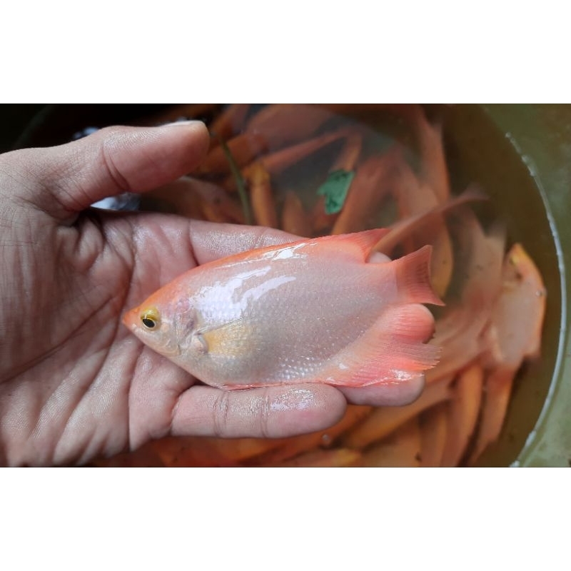 Jual ikan gurame padang ukuran 3 jari | Shopee Indonesia