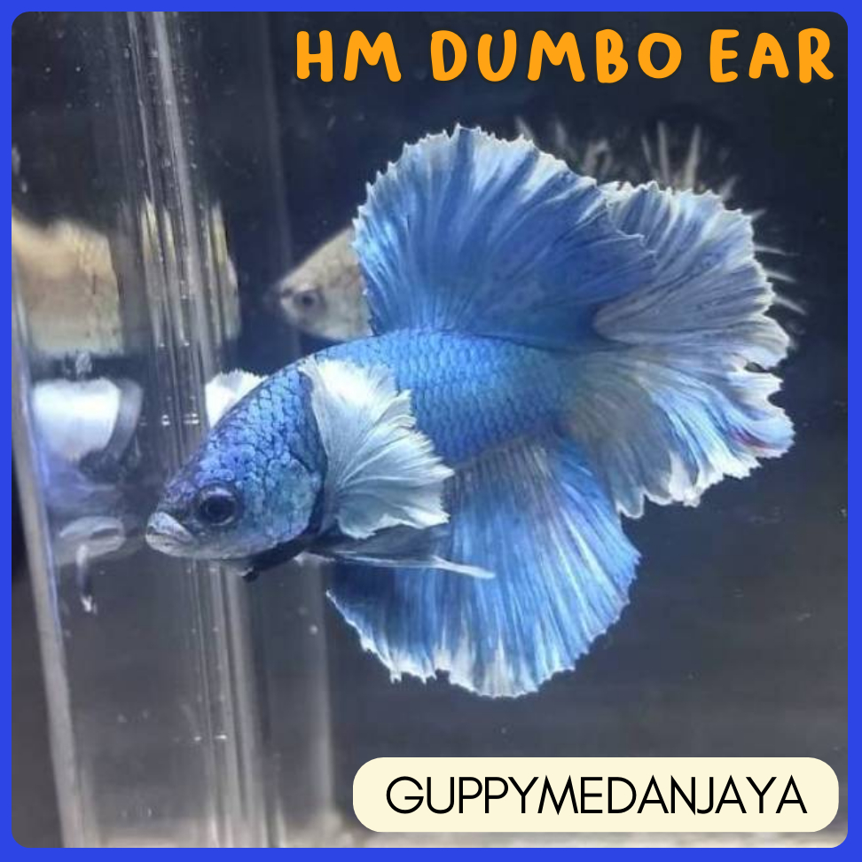 Jual ikan cupang dumbo ear halfmoon - dumbo hm | Shopee Indonesia