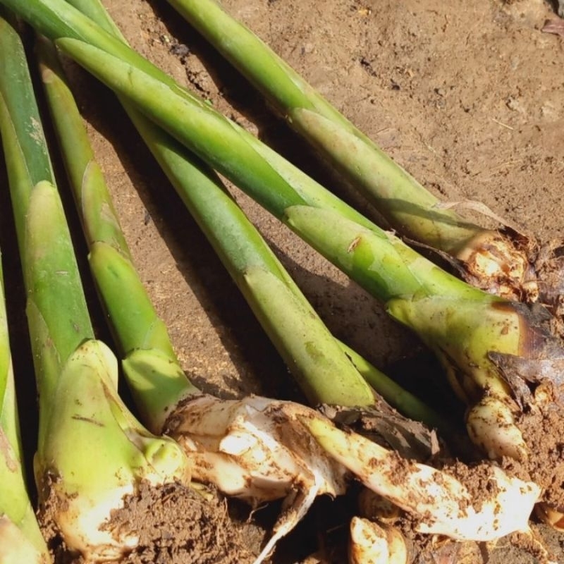 Jual BIBIT HONJE | KECOMBRANG | SAYUR SIAP TANAM BIBIT UNGGUL | Shopee ...