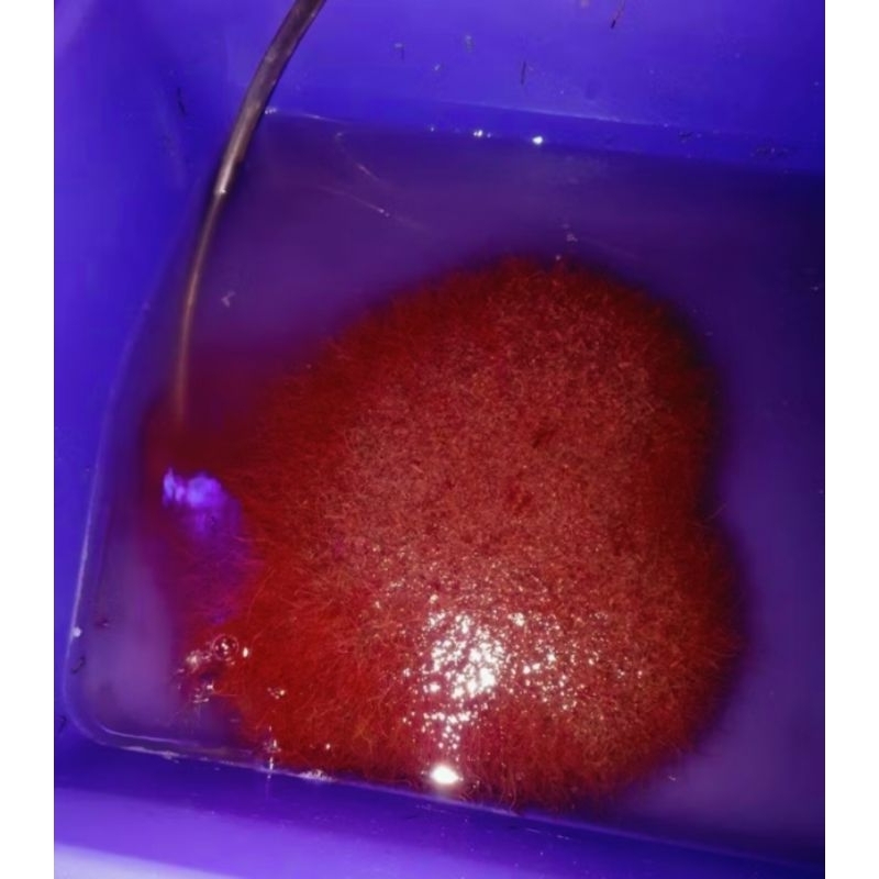 Jual CASUT/Cacing SUTRA fres alam bersih cocok buat ngasih CUPANG,dan ...