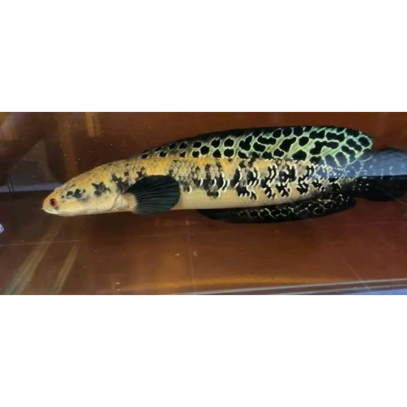 Jual maru ys batik SIMET 9-10cmkualitas kontes(yellow semtarum ...