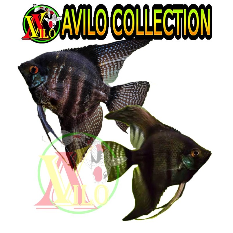Jual ikan hias aquascape manfish hitam black angel size besar layang ...