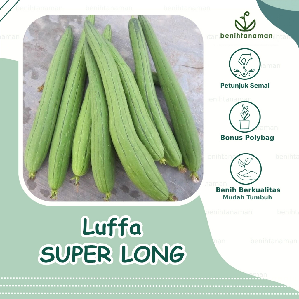 Jual 4 Biji - Benih Blustru Luffa Taiwan Super Long | Shopee Indonesia