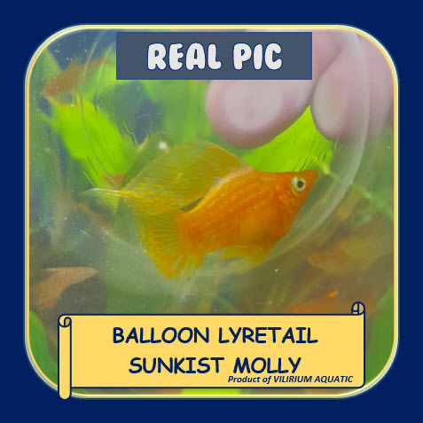Jual IKAN HIAS AIR TAWAR - MOLLY BALON SUNKIST / MOLLY SUNKIST BALON ...