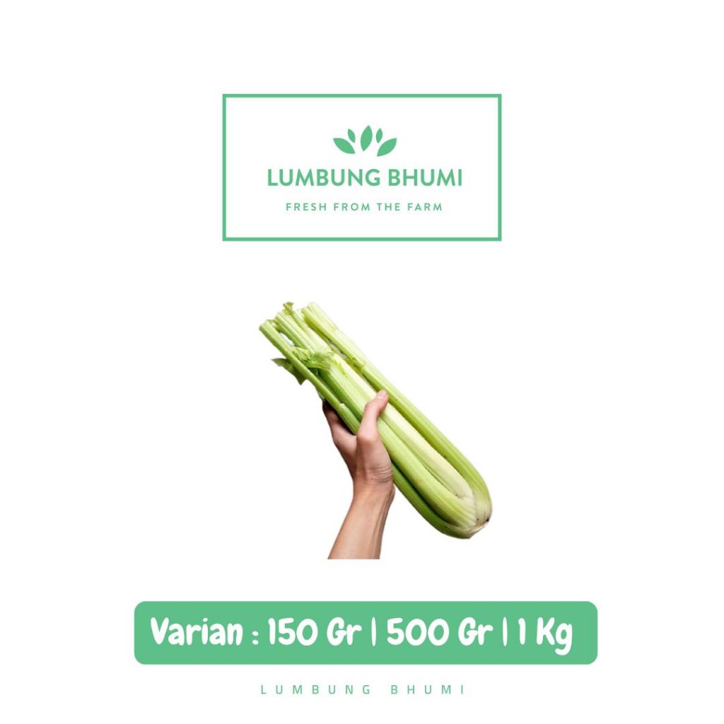 Jual Seledri Celery Stick Import Sayur - Lumbung Bhumi | Shopee Indonesia
