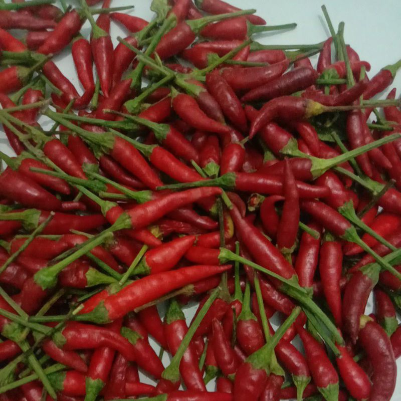 Jual cabe cabai lombok rawit merah 1/2 kg | Shopee Indonesia
