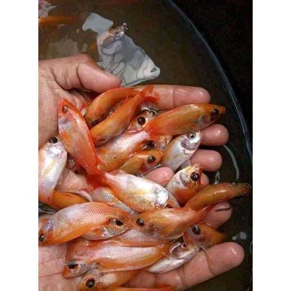 Jual ikan nila - bibit nila - benih ikan nila merah bibit nila merah ...