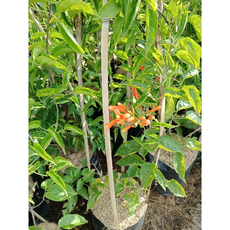 Jual Tanaman hias jalaran api tanaman rambat( pyrostegia venusta ...