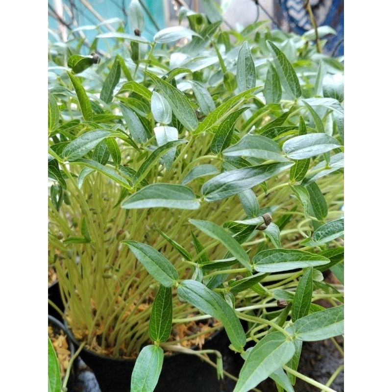 Jual Sayur Microgreen Mung Bean / Kacang Hijau 50 gram Fresh Cut Siap ...