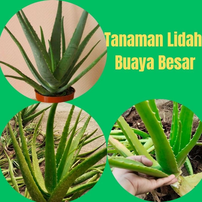 Jual Lidah Buaya Kecil, Anakan Lidah Buaya, Lidah Buaya Mini | Shopee ...