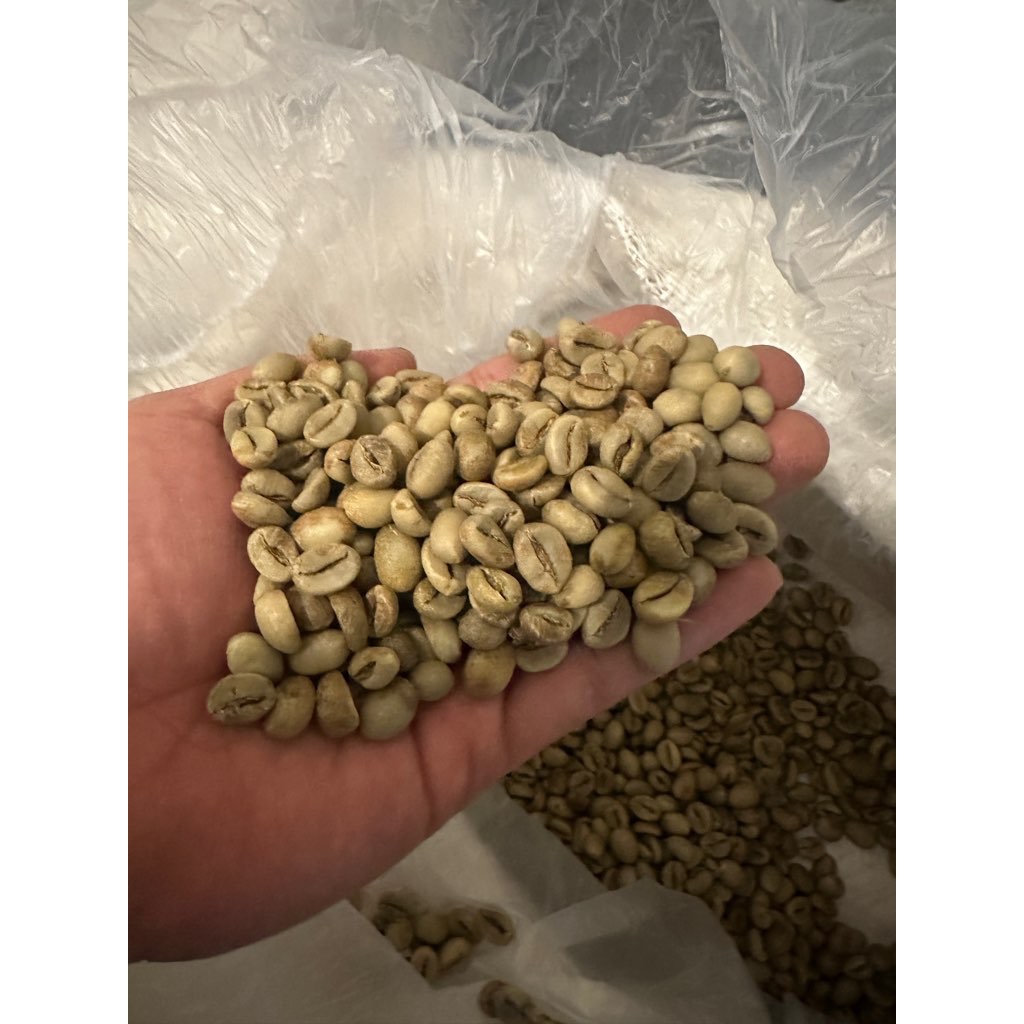 Jual Green Bean Kopi Robusta Java Ijen Grade 1 – Biji Kopi Mentah ...